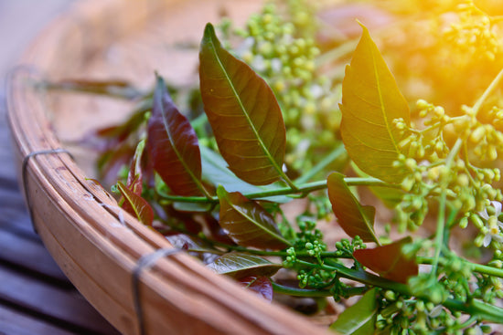 TheraNeem | Experience the Power of Neem